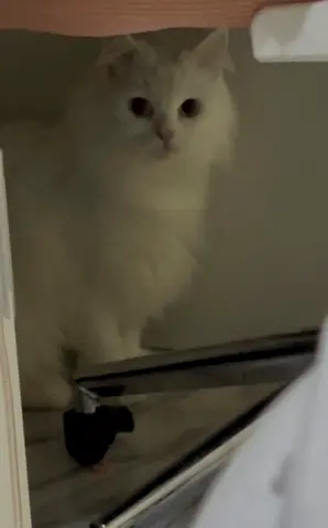 Classifieds: Adoption female White cat — friendly indoor pet (free ...