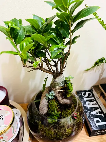 Classifieds: Small Indoor Ficus Bonsai in Glass Terrarium (Ready to ...