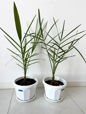 Classifieds: 2 natural date palms in pots. Height 80cm, 90 cm ...