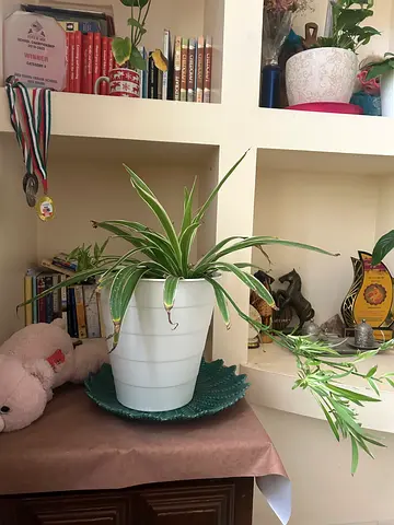 Classifieds: Indoor potted spider plant with babies for sale | dubizzle ...