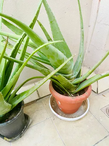 Classifieds: Large Potted Aloe Vera Plant - Healthy Indoor/Outdoor ...