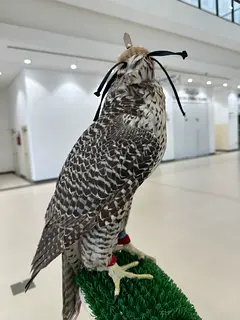 Community: Falcon bird | dubizzle