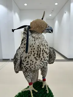 Community: Falcon bird | dubizzle