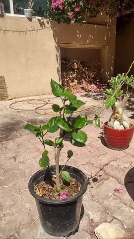 Classifieds: Potted Outdoor Hibiscus Plant | dubizzle Abu Dhabi
