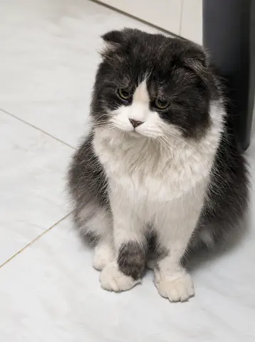 Classifieds: Beautiful persian mix Scottish for free adoption ...