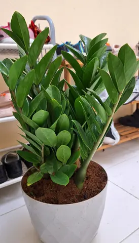 Classifieds: Home Plants | dubizzle Sharjah