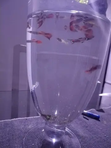 Classifieds: Glass pot with gappy fish | dubizzle Abu Dhabi