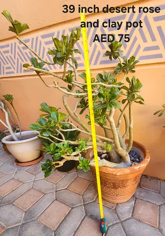 Classifieds: 39-inch Desert Rose (Adenium) in Clay Pot - Healthy ...