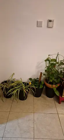Classifieds: Earthen pot 4 numbers with plant | dubizzle Abu Dhabi