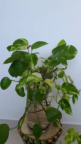 Classifieds: Variegated Money Plant in Glass Vase | dubizzle Sharjah