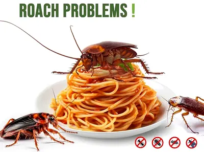 Community: Cockroaches thrive on crumbs and spills wipe down surfaces ...