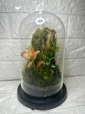 Classifieds: Glass dome terrarium with live moss and live plants ...