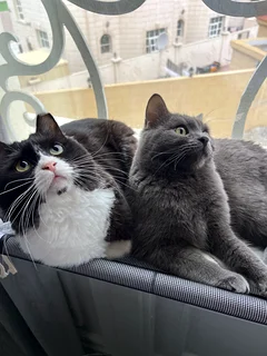 SUBARU WRX STI 2020 | dubizzle Abu Dhabi