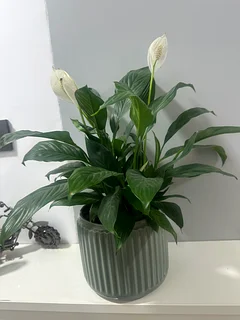 Ford Figo Hatchback 2020 | dubizzle Dubai